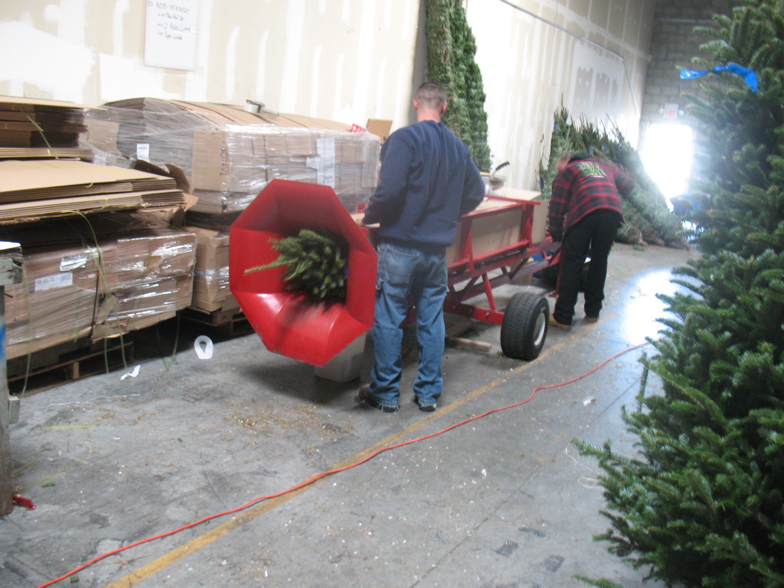 Working Photos: From the Field to your House Christmas Tree Boxing ...