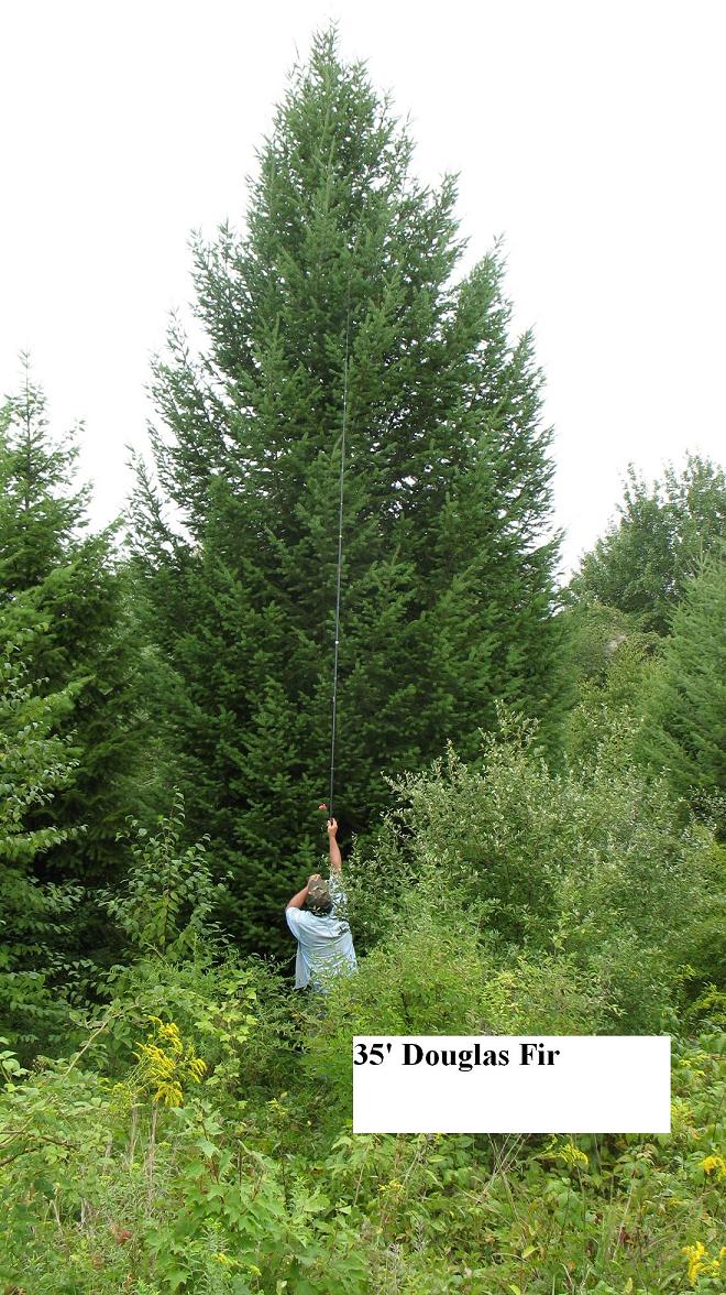 Large tree Gallery Large Douglas Fir – North Pole Xmas Trees - Tel. 603 ...
